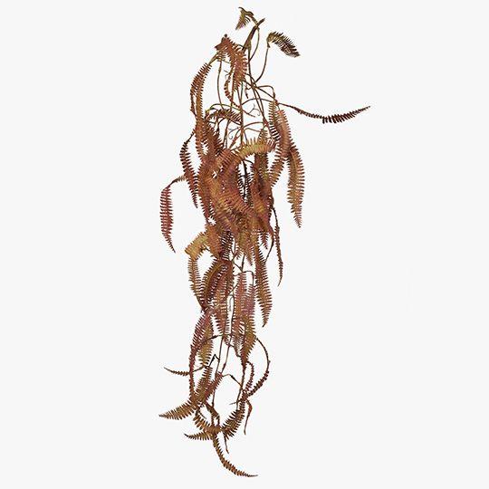 BUY THE Fern Boston Hanging Bush Rust ONLINE | VAVOOM